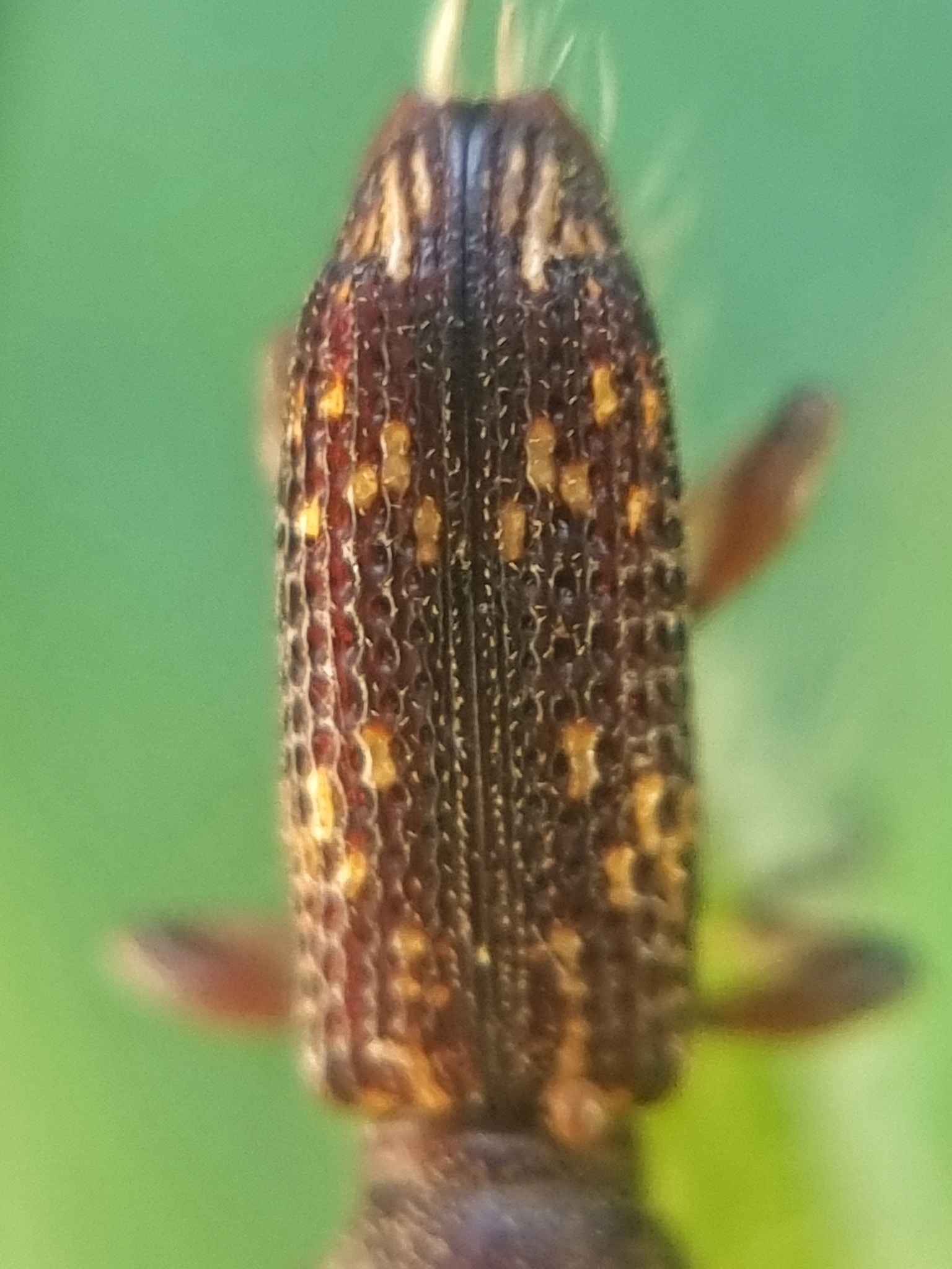 Baryrhynchus dehiscens (Gyllenhal, 1833)