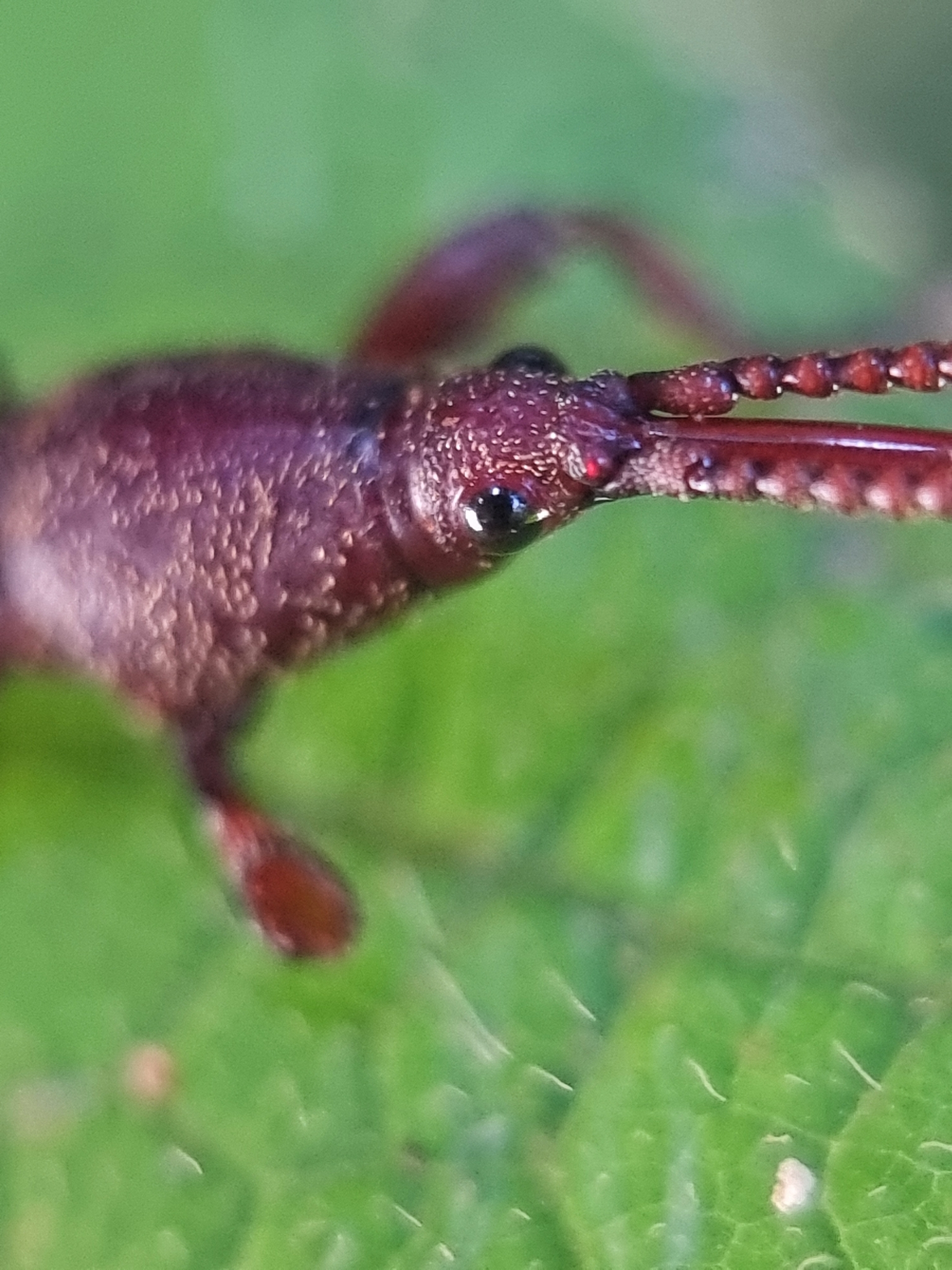 Baryrhynchus dehiscens (Gyllenhal, 1833)