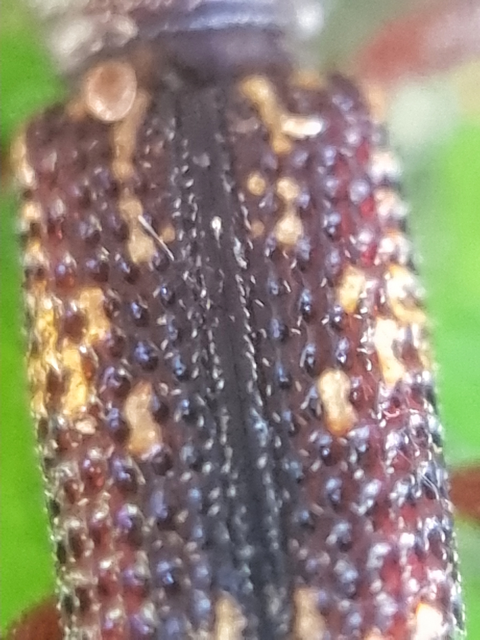 Baryrhynchus dehiscens (Gyllenhal, 1833)