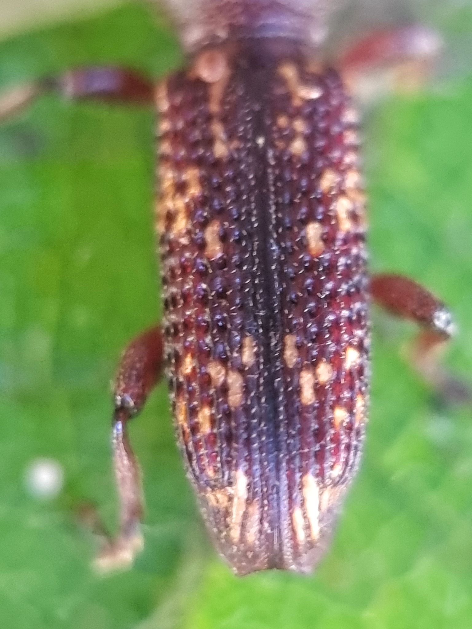 Baryrhynchus dehiscens (Gyllenhal, 1833)