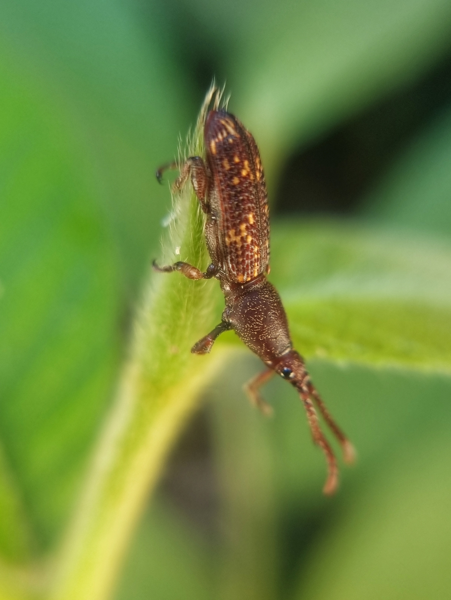 Baryrhynchus dehiscens (Gyllenhal, 1833)