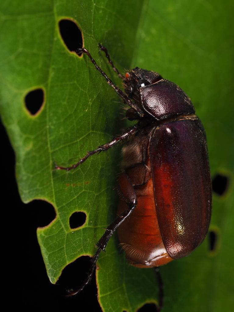 Scarabs from 中国广西壮族自治区崇左市龙州县 on September 27, 2018 at 09:23 PM by ...
