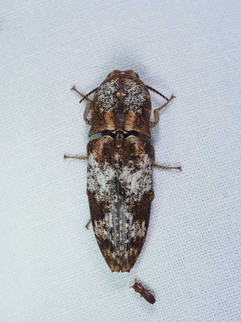 Cryptalaus from Kaeng Krachan, Kaeng Krachan District, Phetchaburi, 泰国 ...