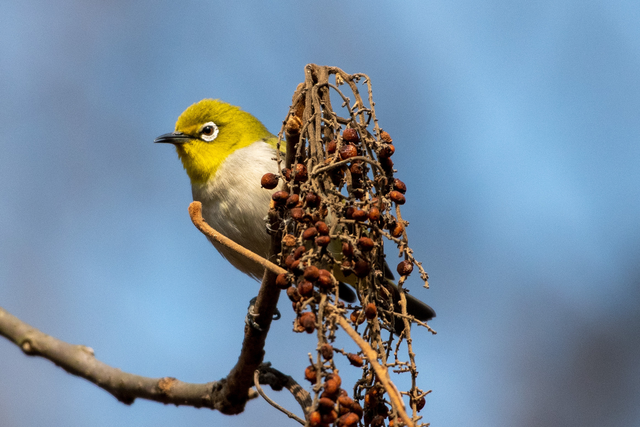 Zosterops simplex Swinhoe, 1861