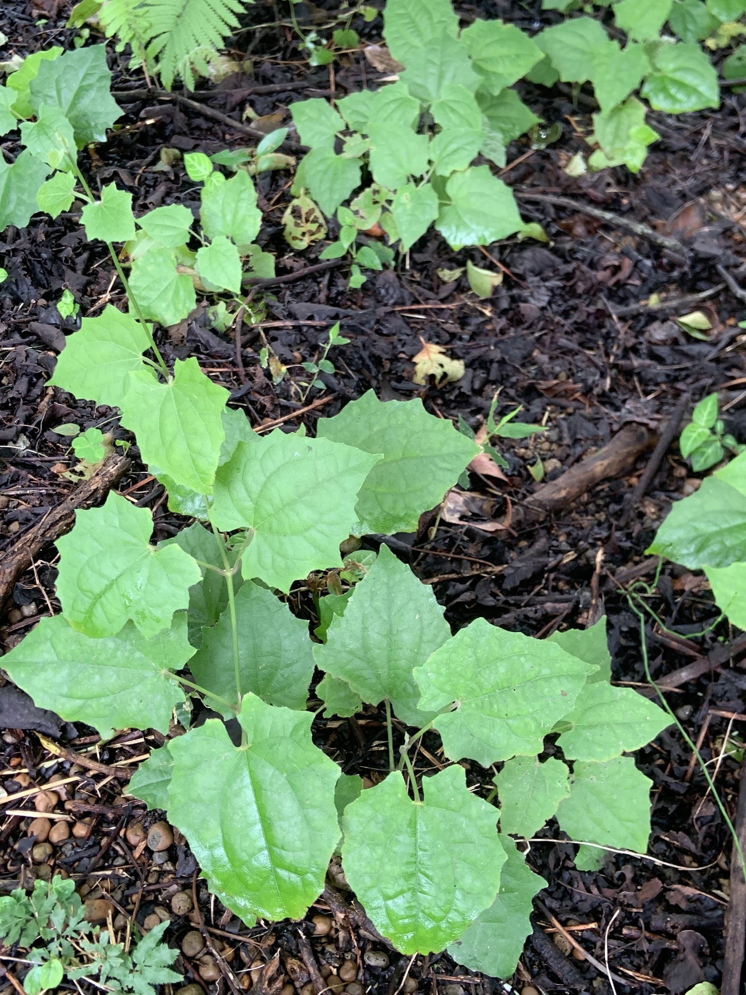 Mikania micrantha Kunth