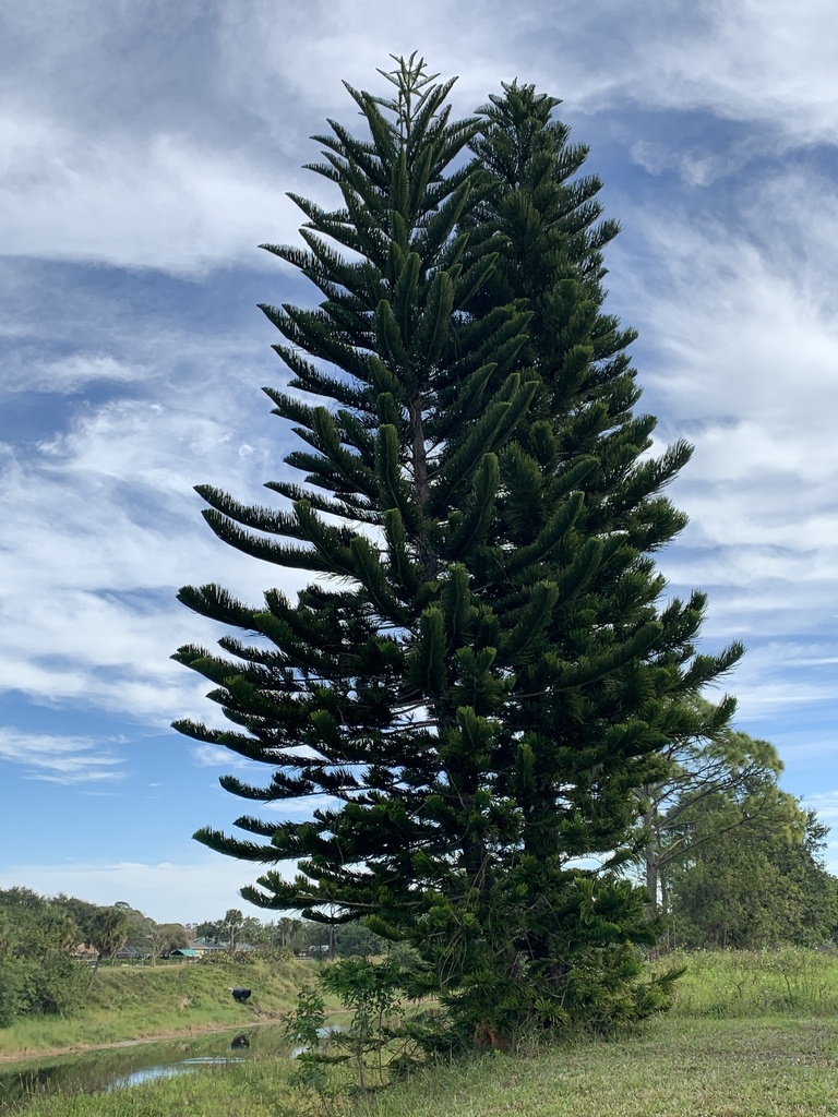 Cook pine from Evergreen St NE, Palm Bay, FL, US on January 10, 2023 at ...