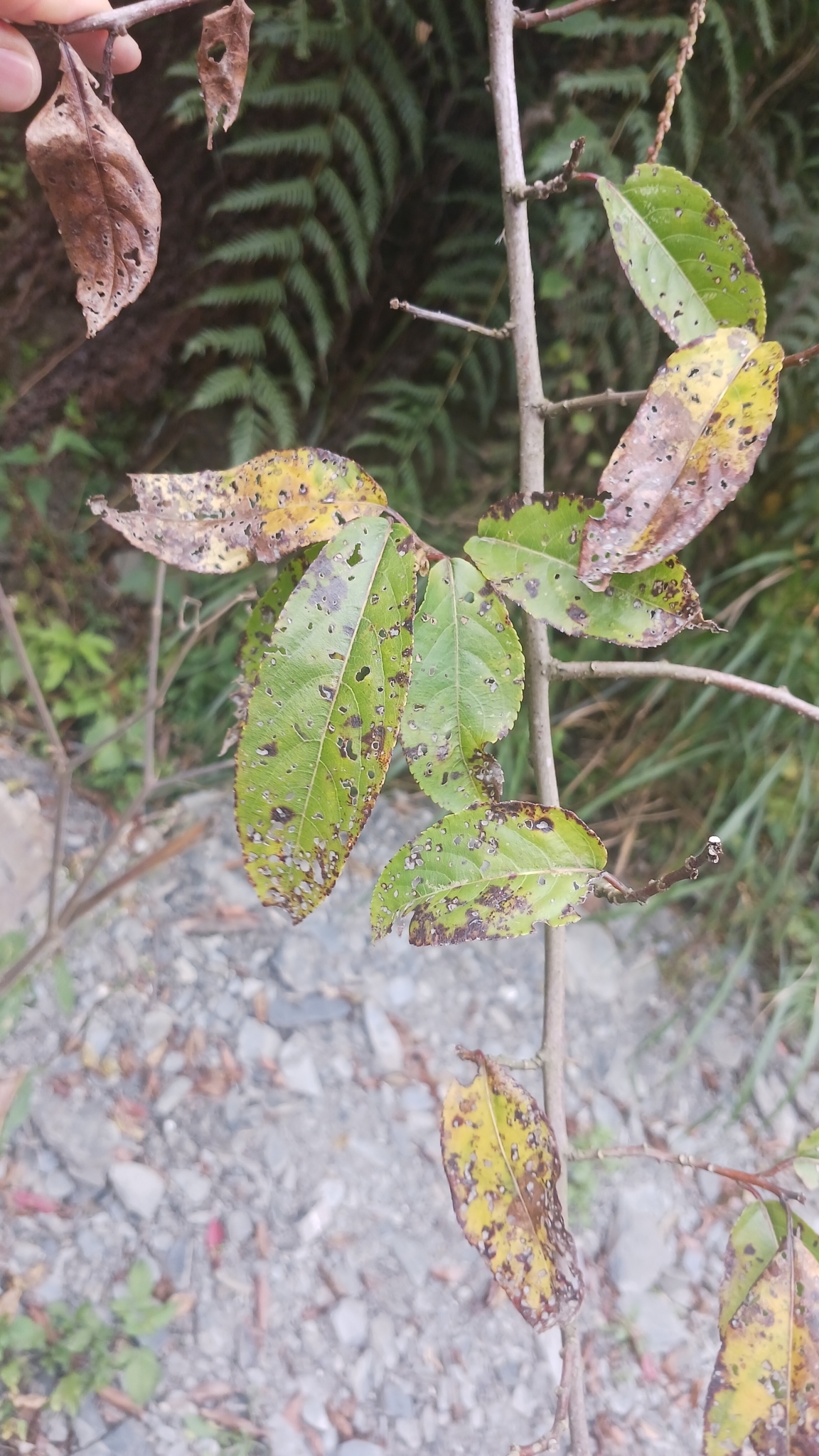 Stachyurus Siebold & Zucc.