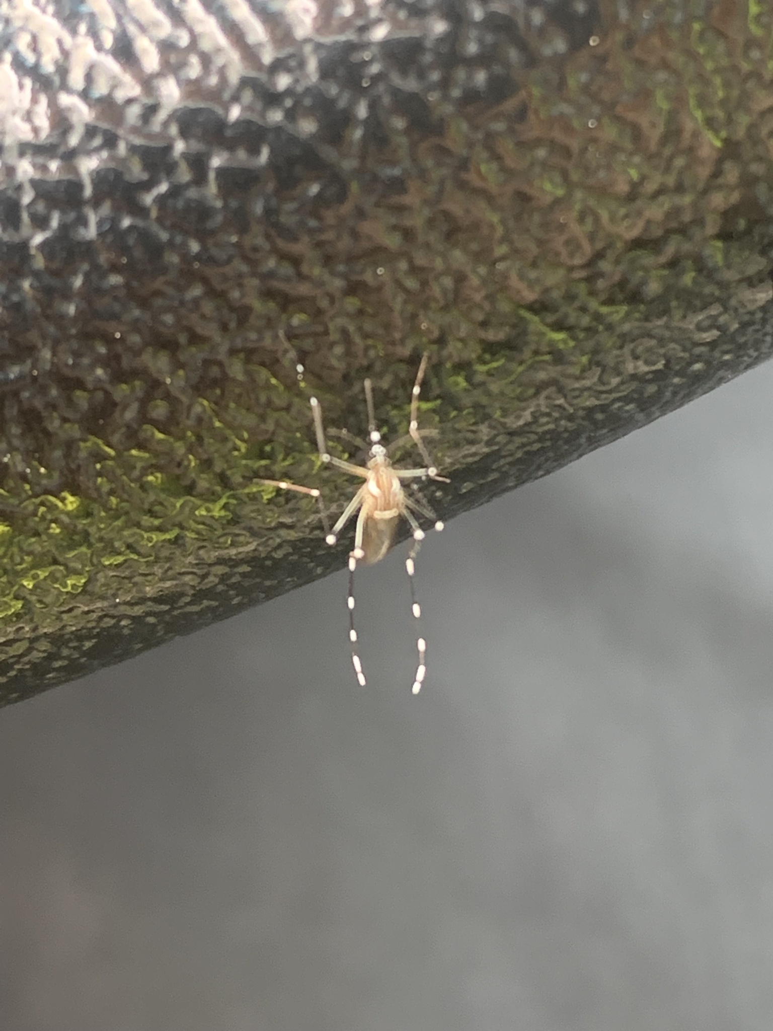 Aedes aegypti (Linnaeus, 1762)