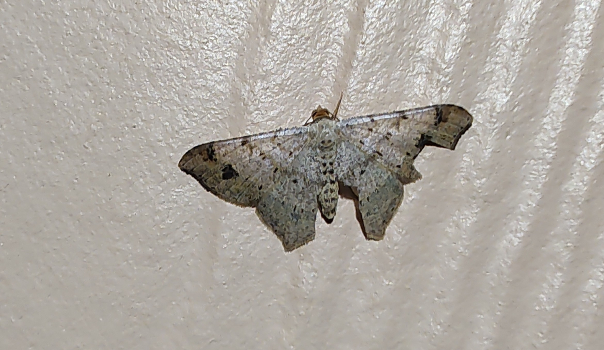 Macaria abydata Guenée