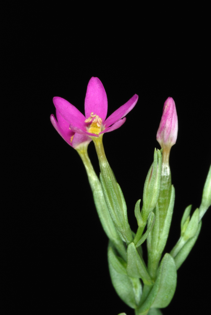 Common centaury (Lacamas Prairie Non-Native Species) · iNaturalist