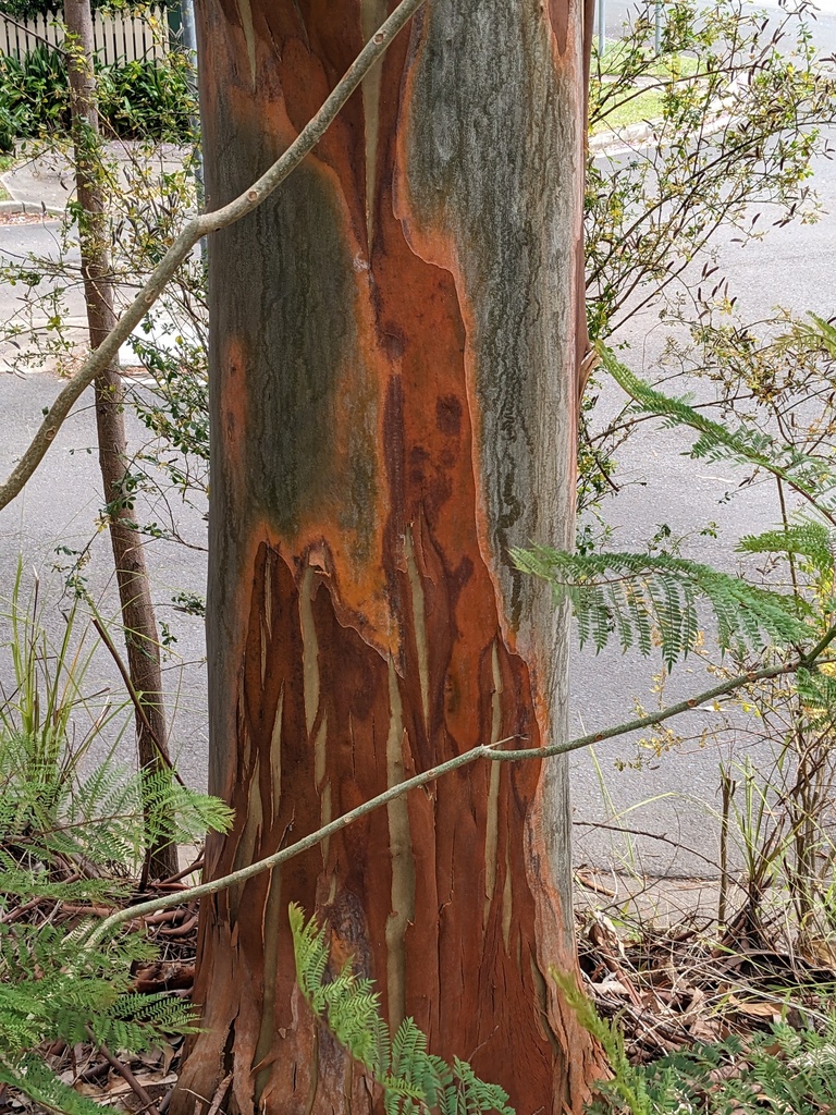gum trees from Sydney NSW, Australia on December 17, 2022 at 02:03 PM ...