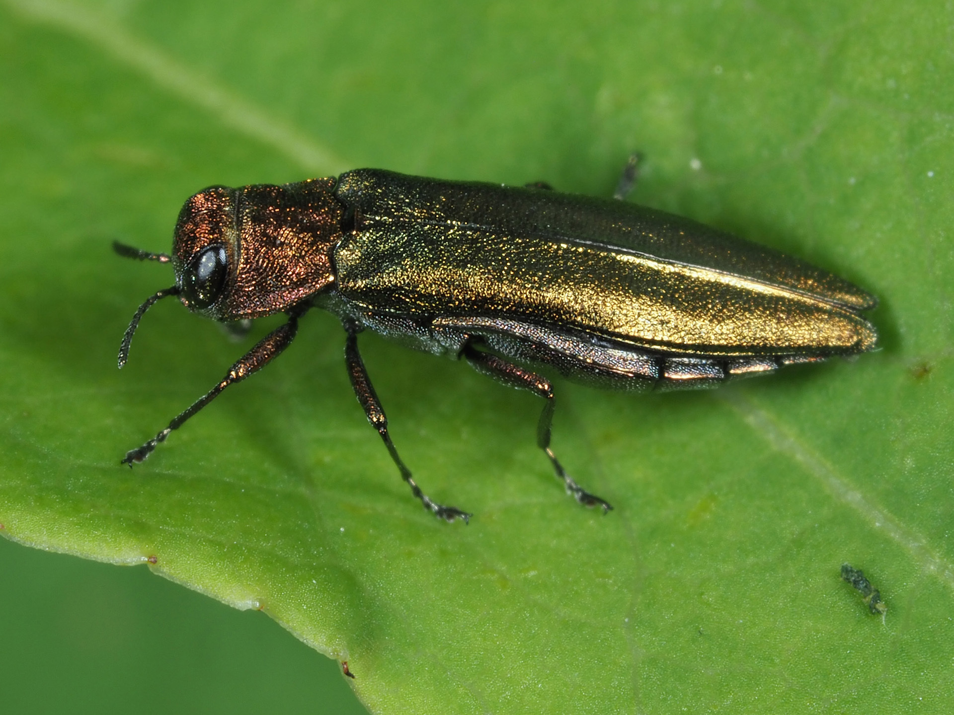 Agrilus viridis (Linnaeus, 1758)