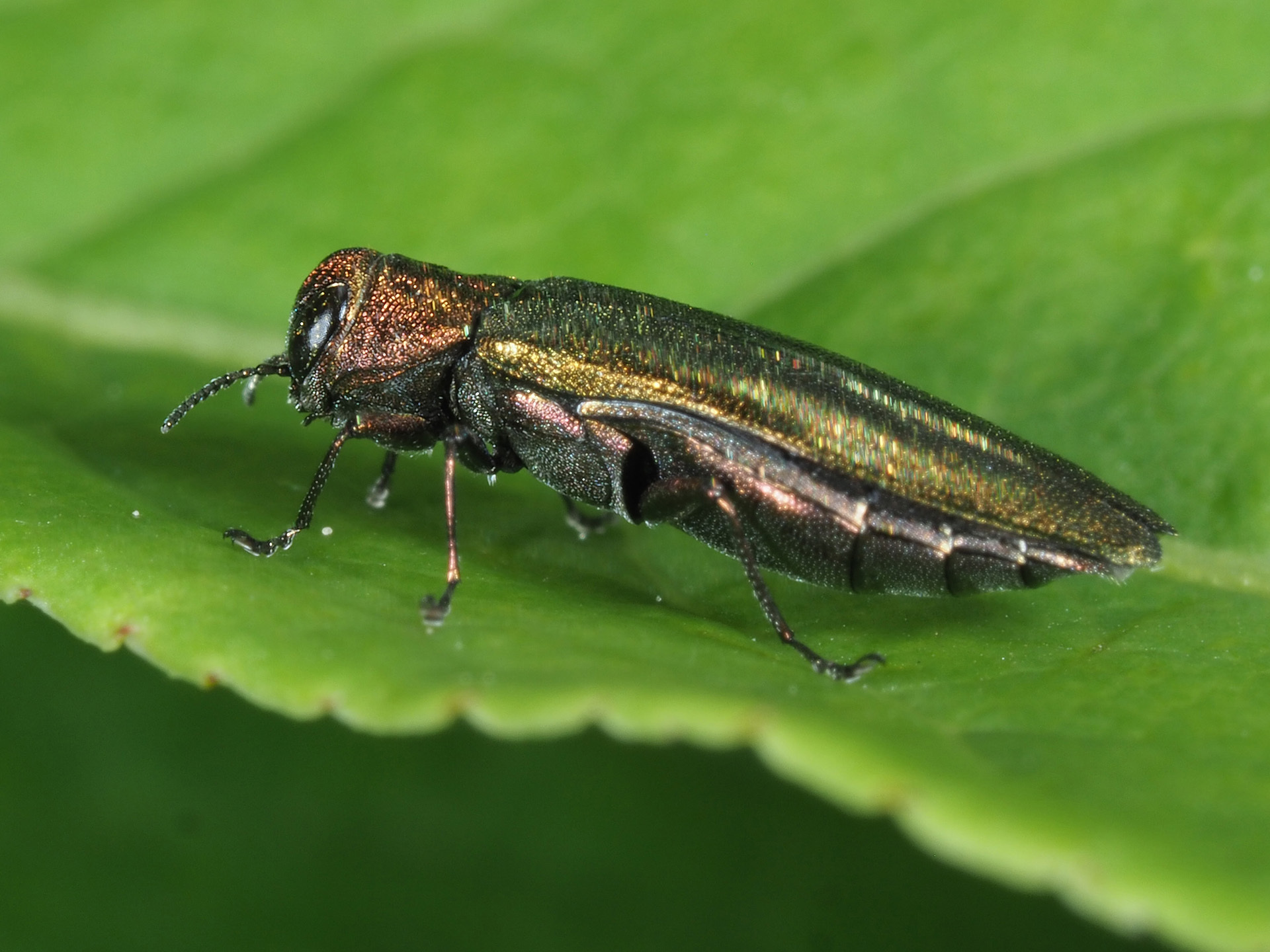 Agrilus viridis (Linnaeus, 1758)