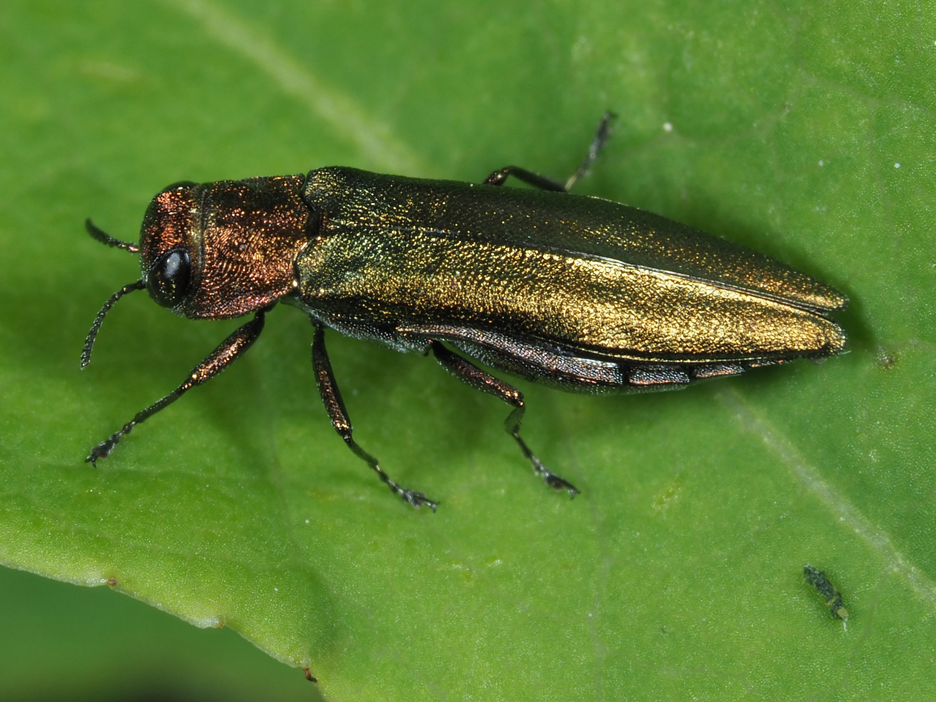 Agrilus viridis (Linnaeus, 1758)