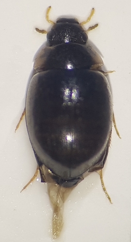 Laccobius striatulus · iNaturalist