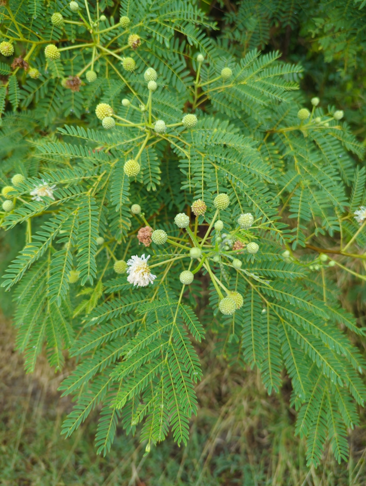 Leucaena leucocephala (Lam.) de Wit