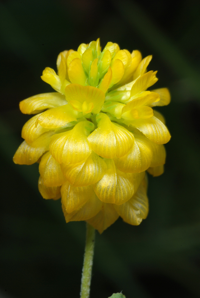 large hop clover from Alleghany County, NC, USA on July 10, 2011 at 02: ...