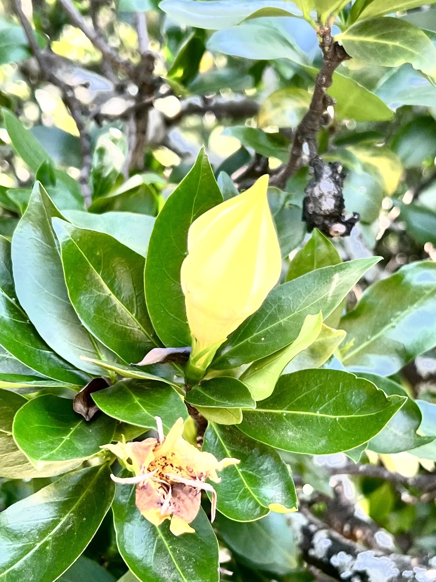 Rothmannia capensis Thunb.