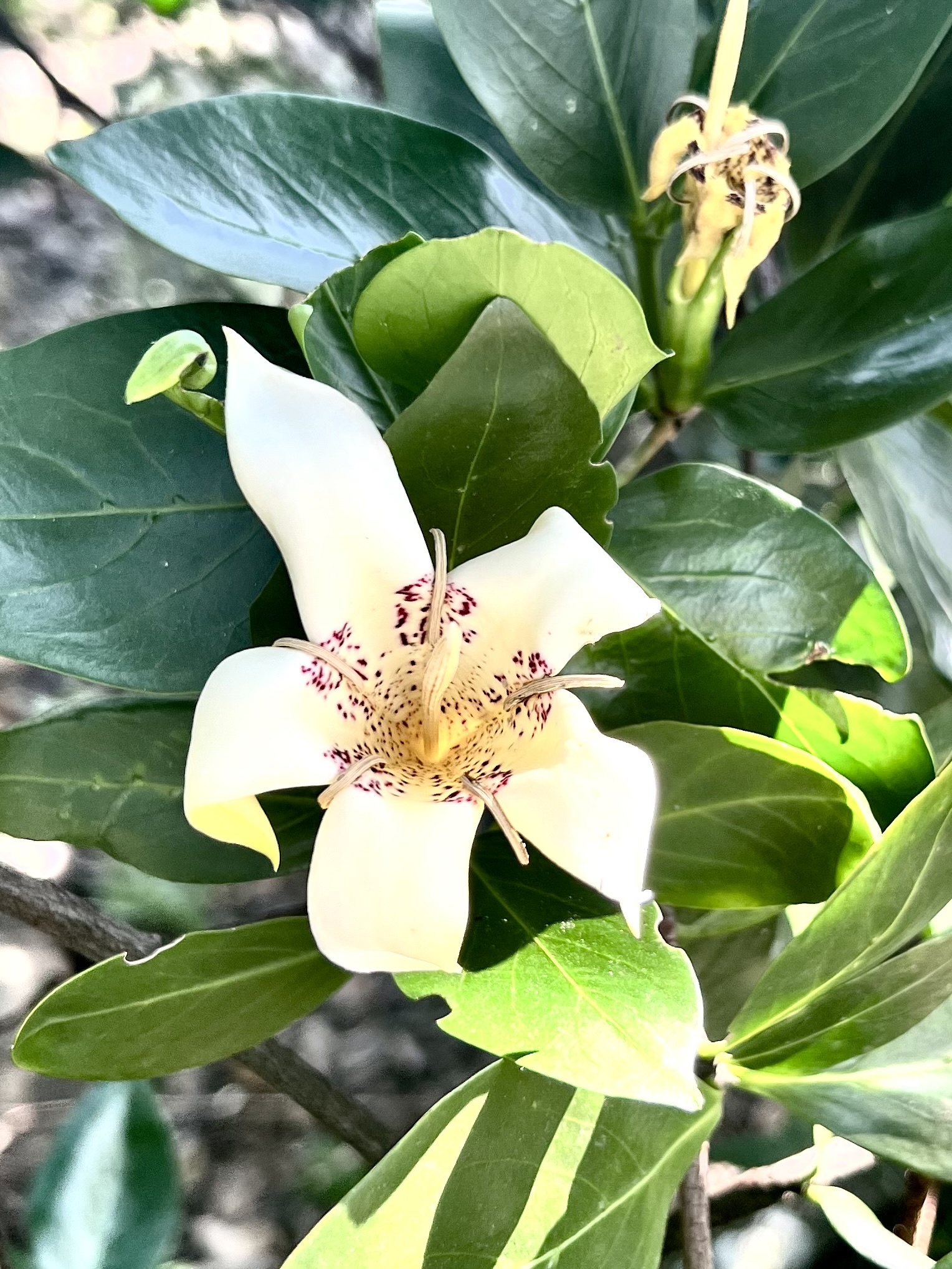 Rothmannia capensis Thunb.