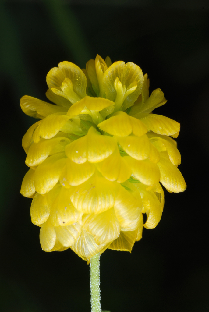 large hop clover (Trifolium aureum) - Botanical Realm