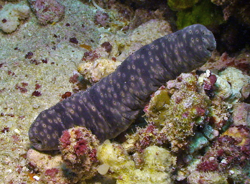 Holothuria signata · iNaturalist Mexico