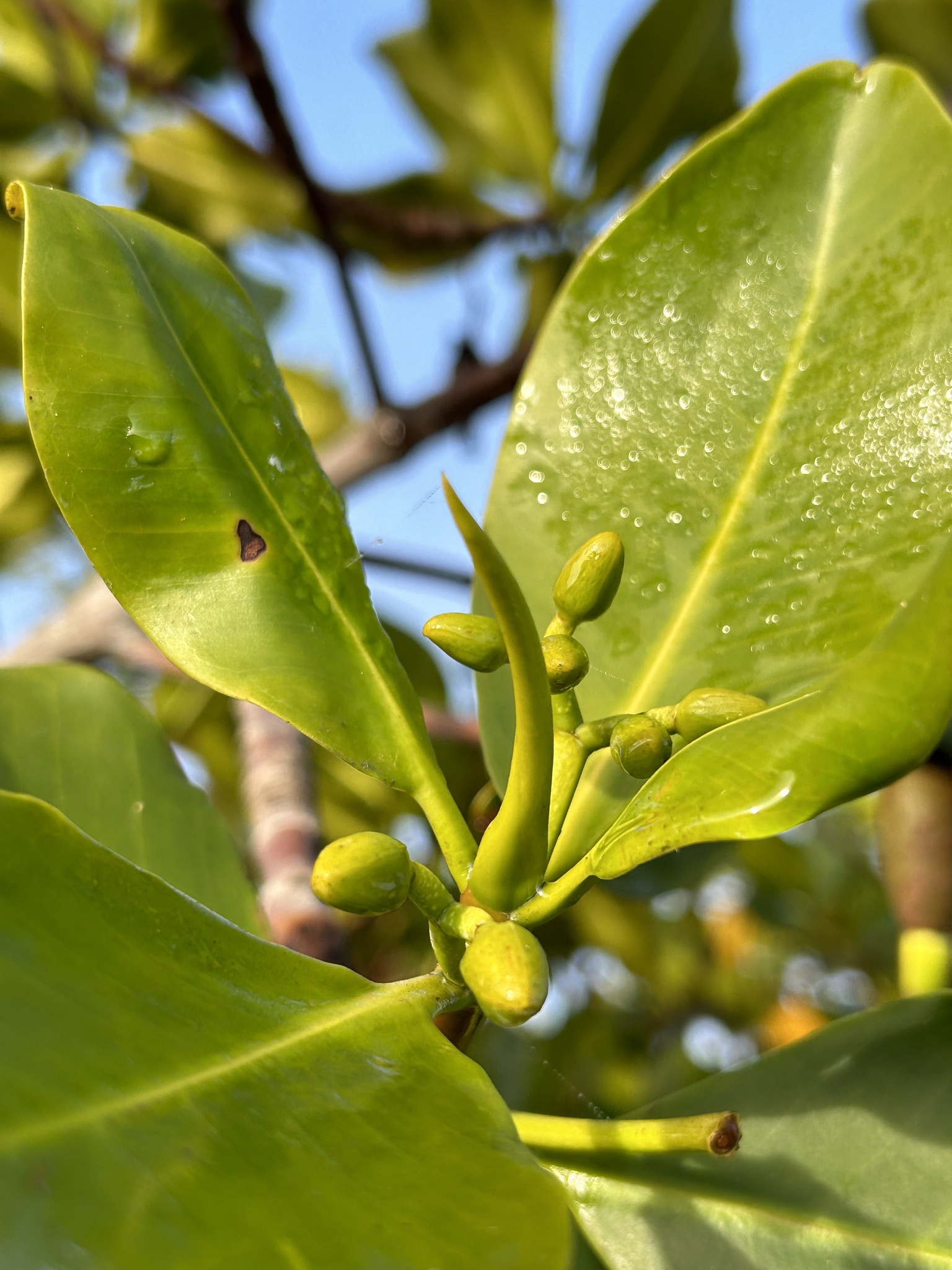 Rhizophora mangle L.