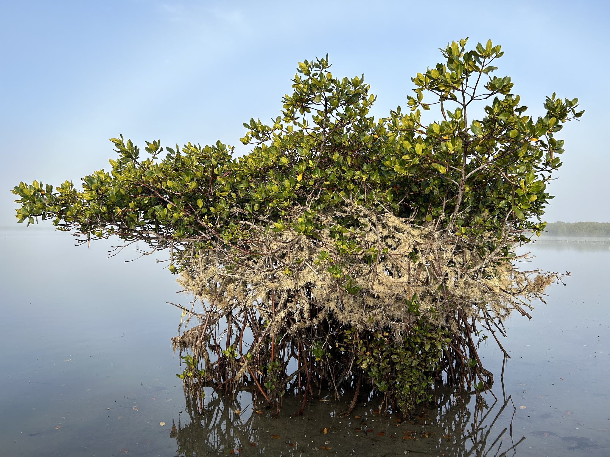 Rhizophora mangle L.