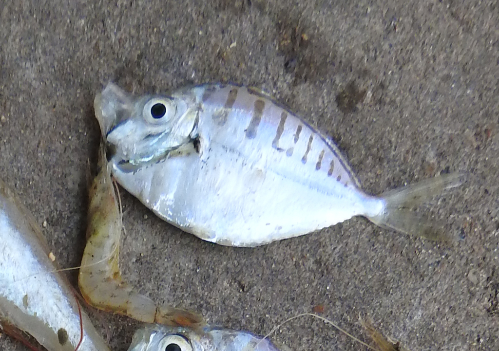 Deep Pugnose Ponyfish from 中国广西壮族自治区防城港市防城区 on October 1, 2018 at 09:03 ...