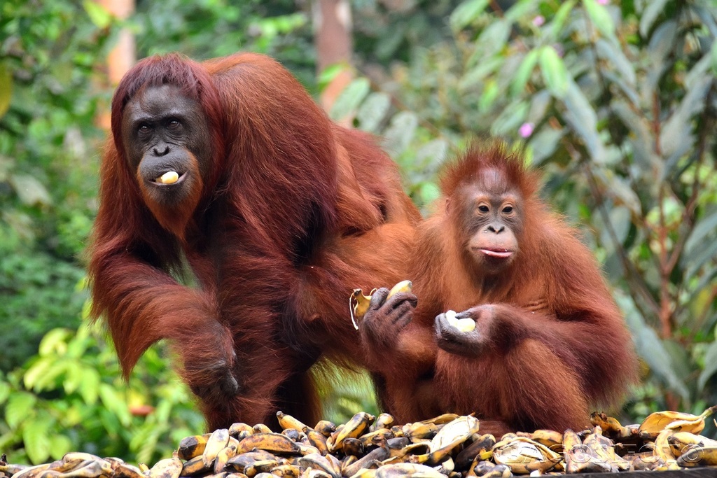 Bornean Orangutan (Pongo pygmaeus) - Know Your Mammals