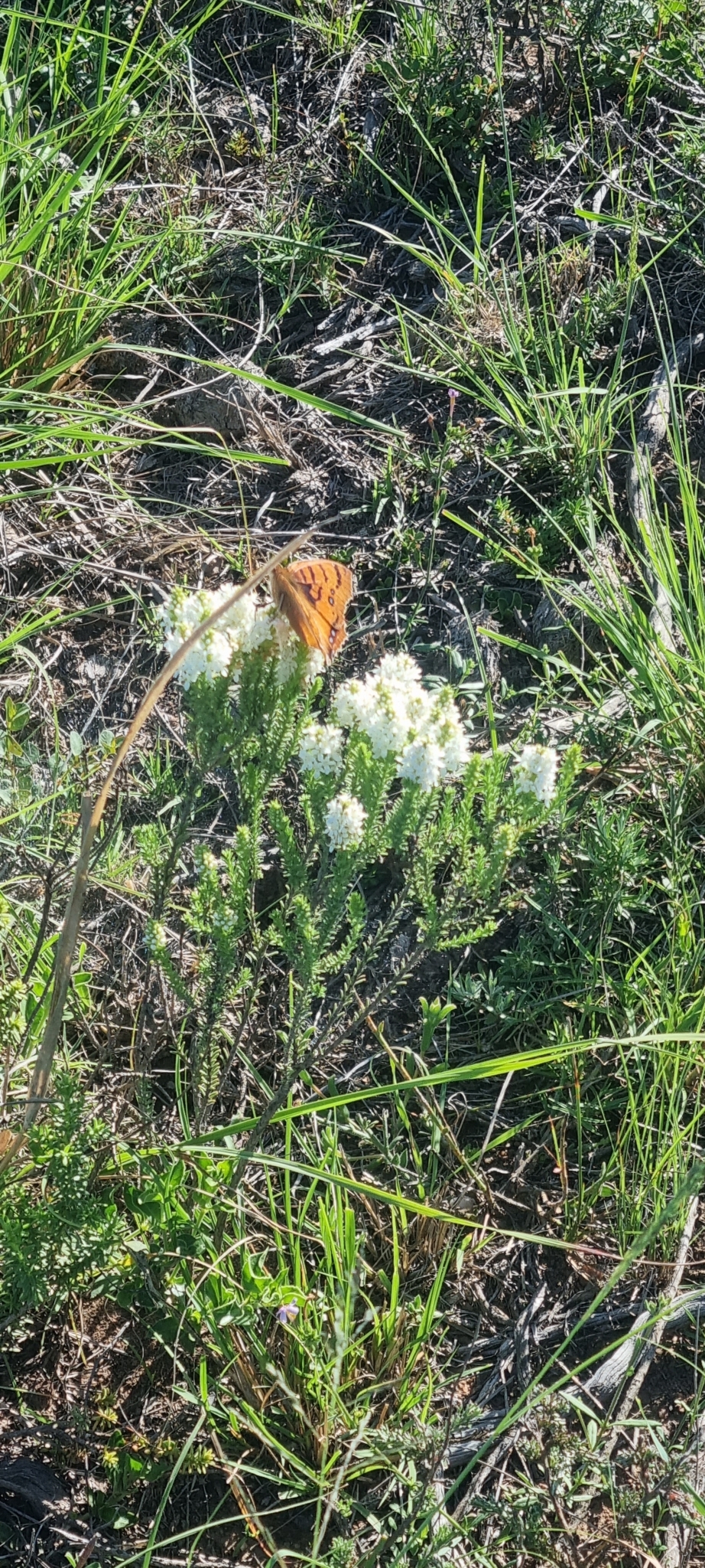 Catacroptera Karsch, 1894
