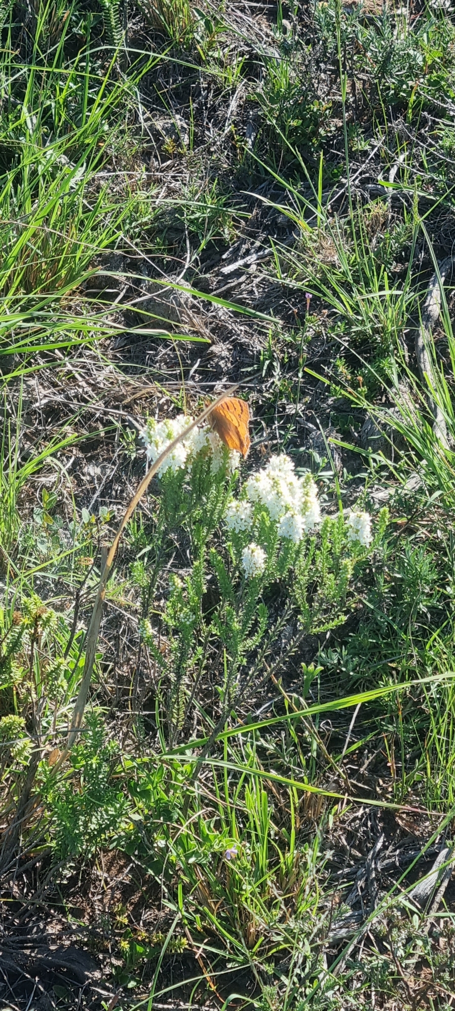 Catacroptera Karsch, 1894