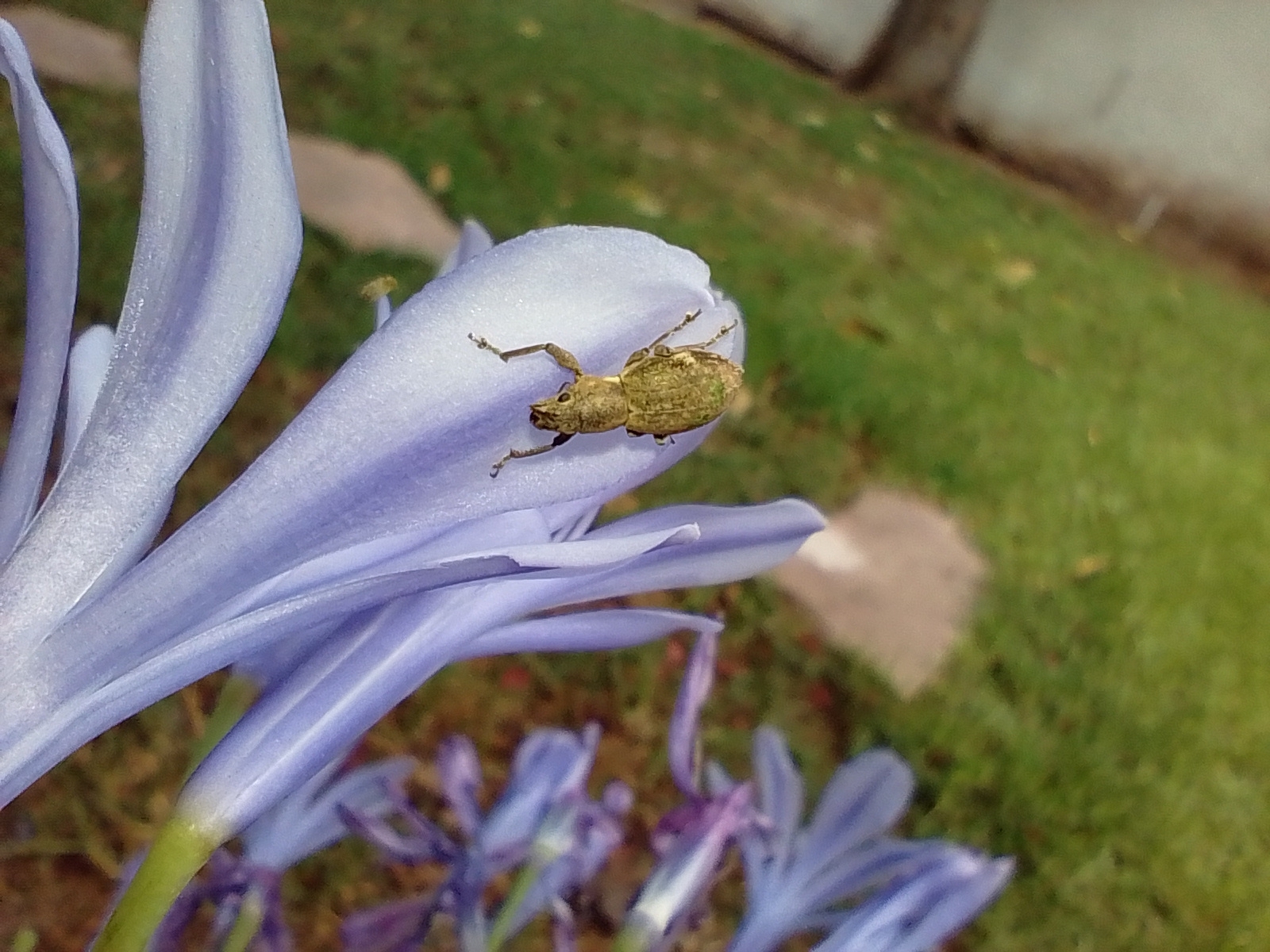 Pantomorus cervinus (Boheman, 1840)