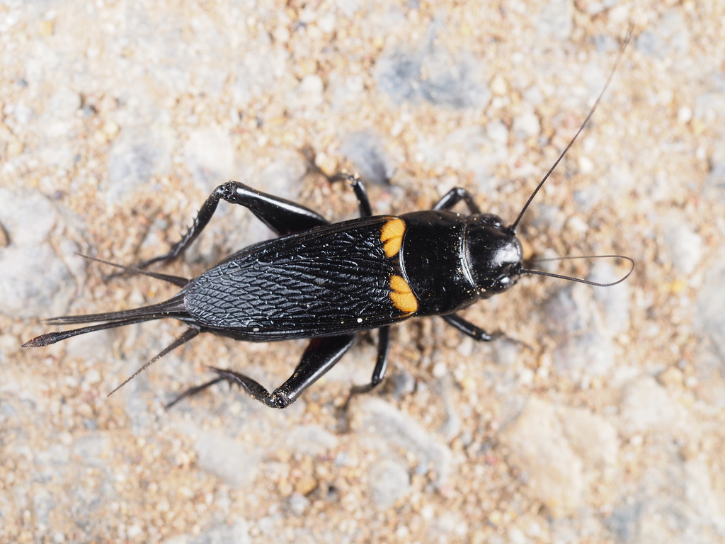 Southern Field Cricket from Kaeng Krachan, Kaeng Krachan District ...