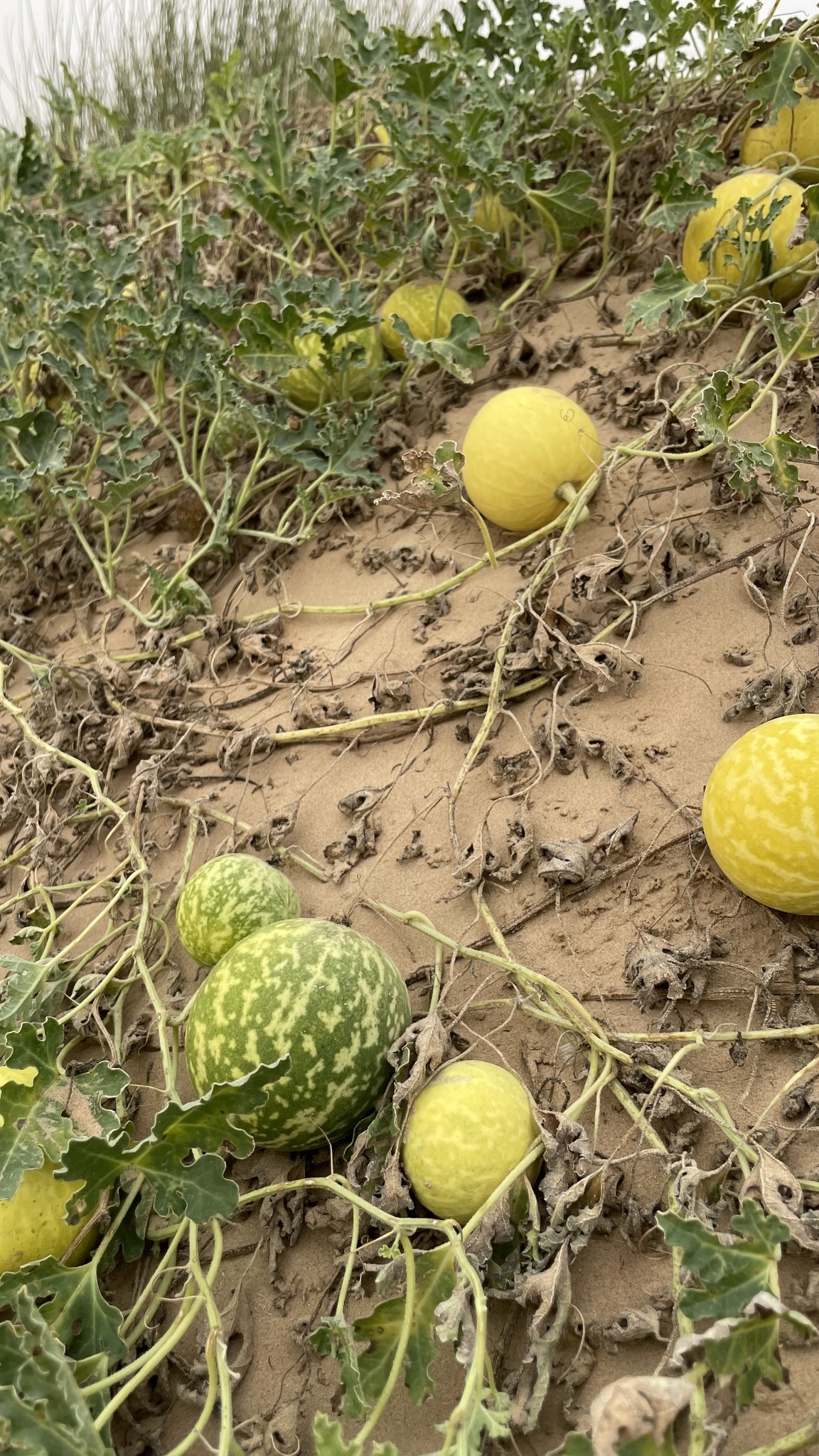 Citrullus colocynthis (L.) Schrader