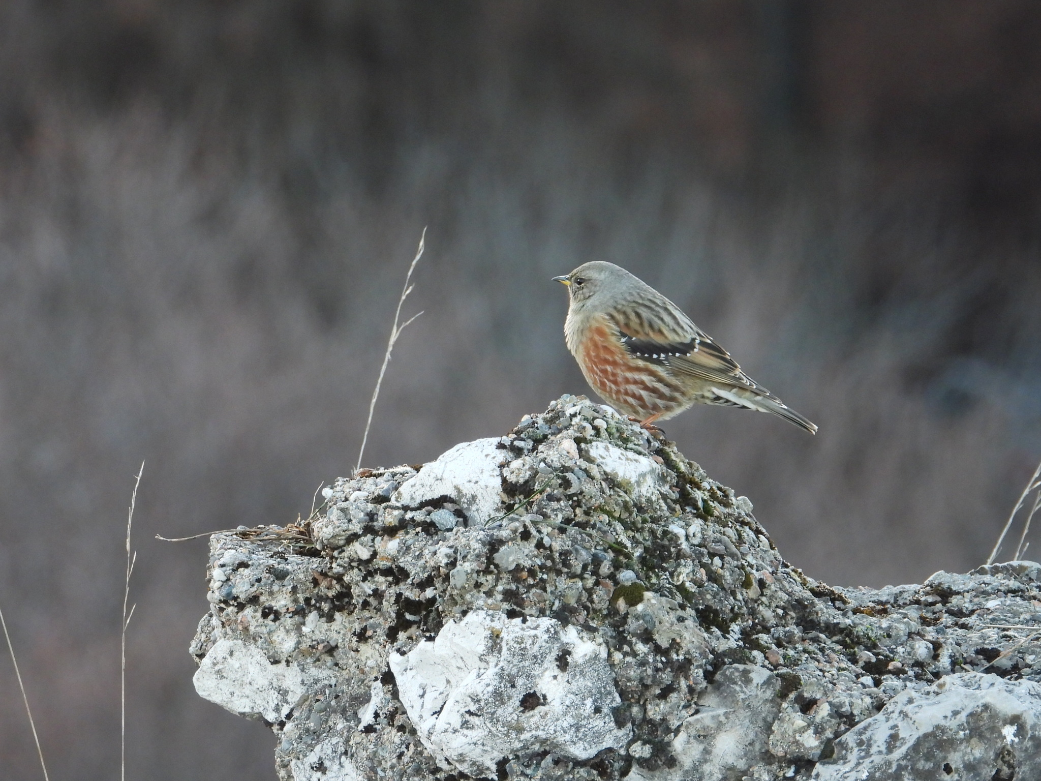 Prunella collaris (Scopoli, 1769)