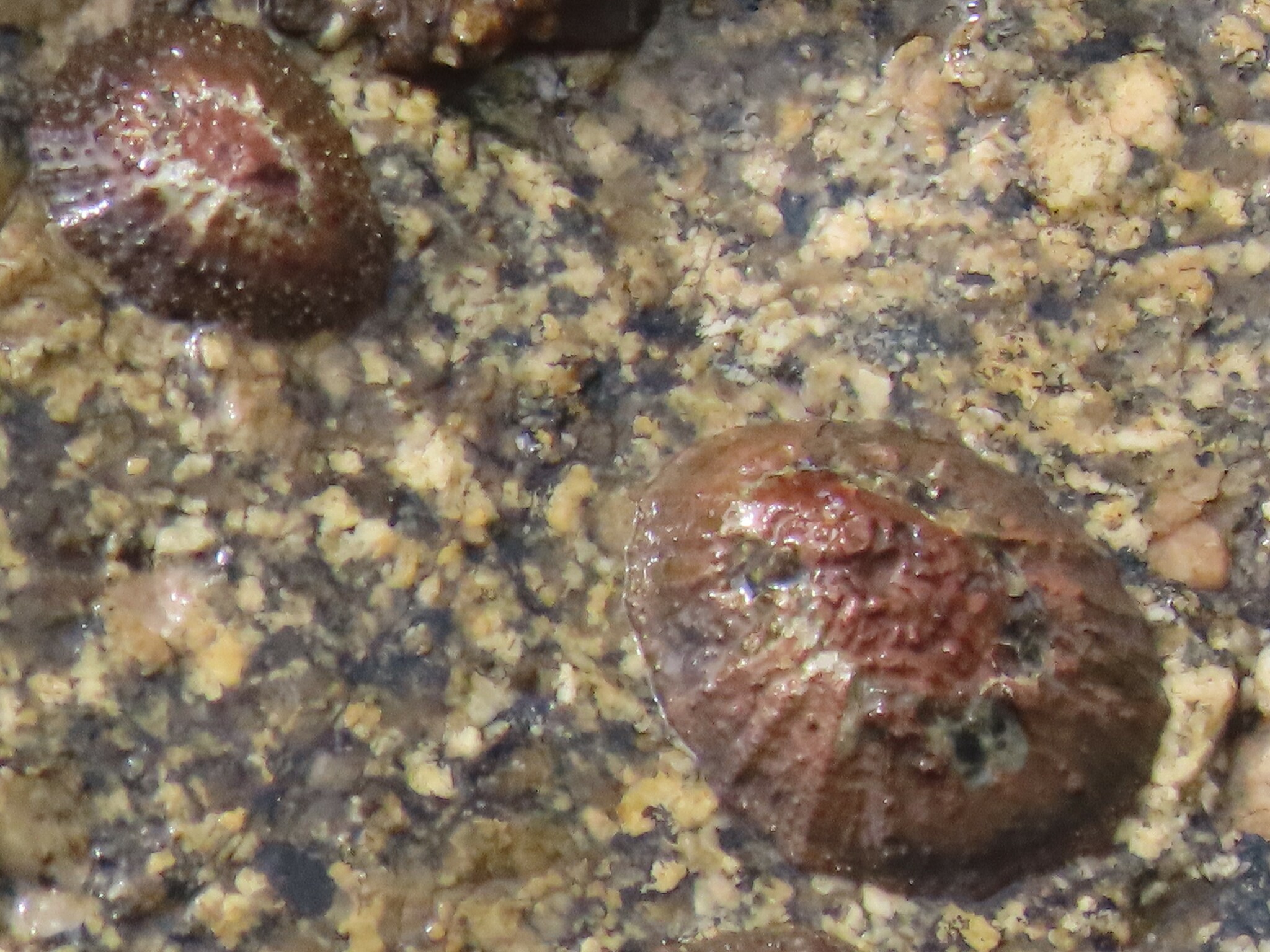 Scutellastra granularis (Linnaeus, 1758)
