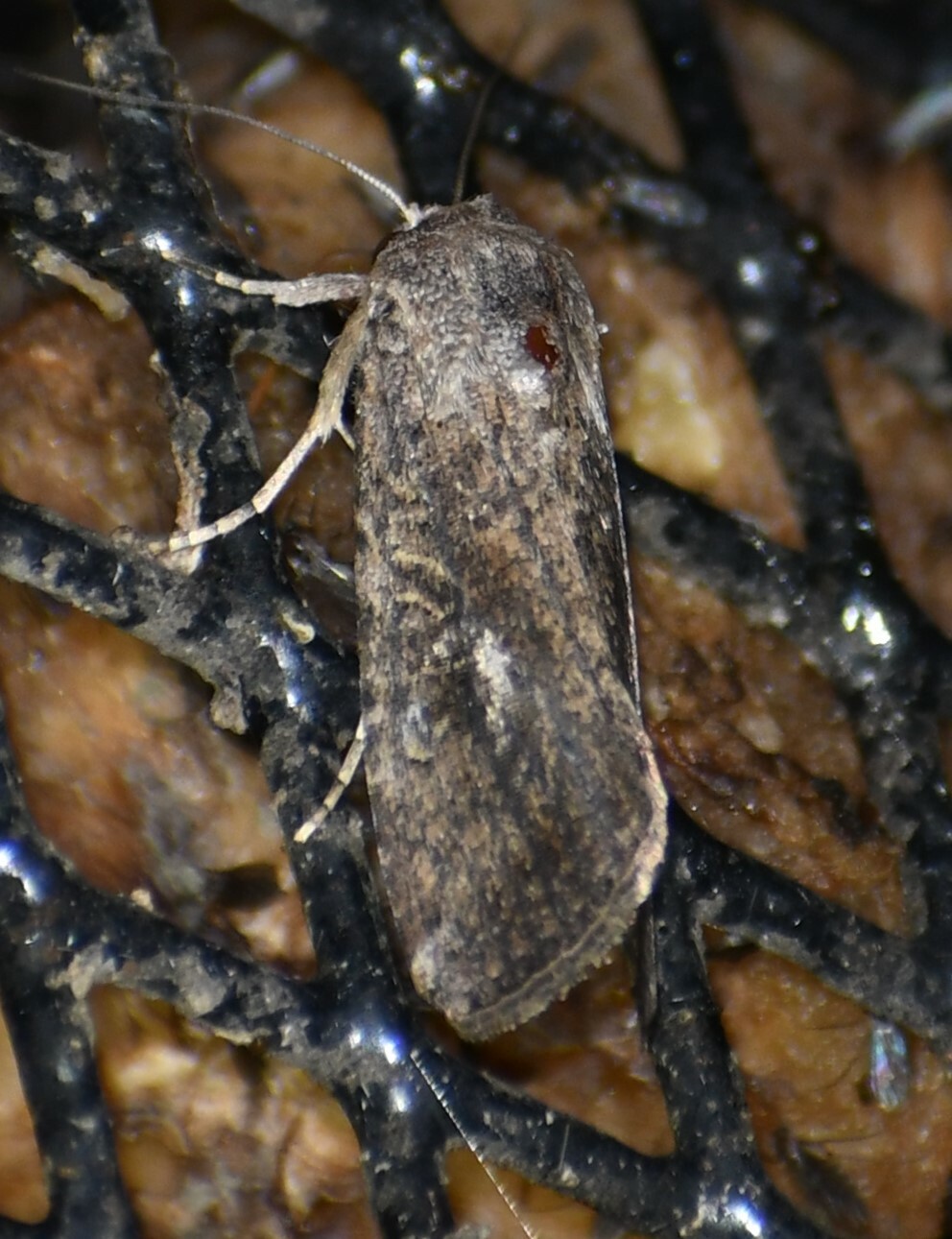 Spodoptera frugiperda J.E.Smith, 1797