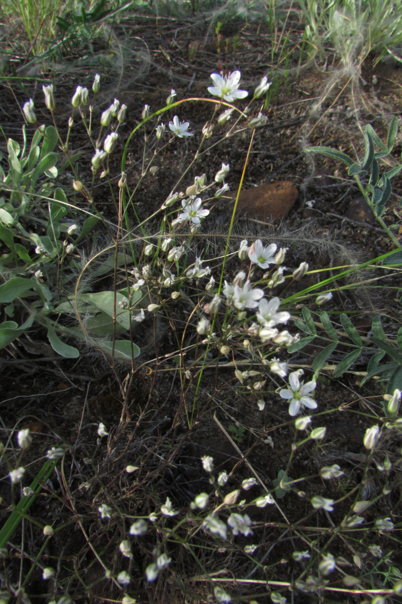Minuartia setacea (Thuill.) Hayek