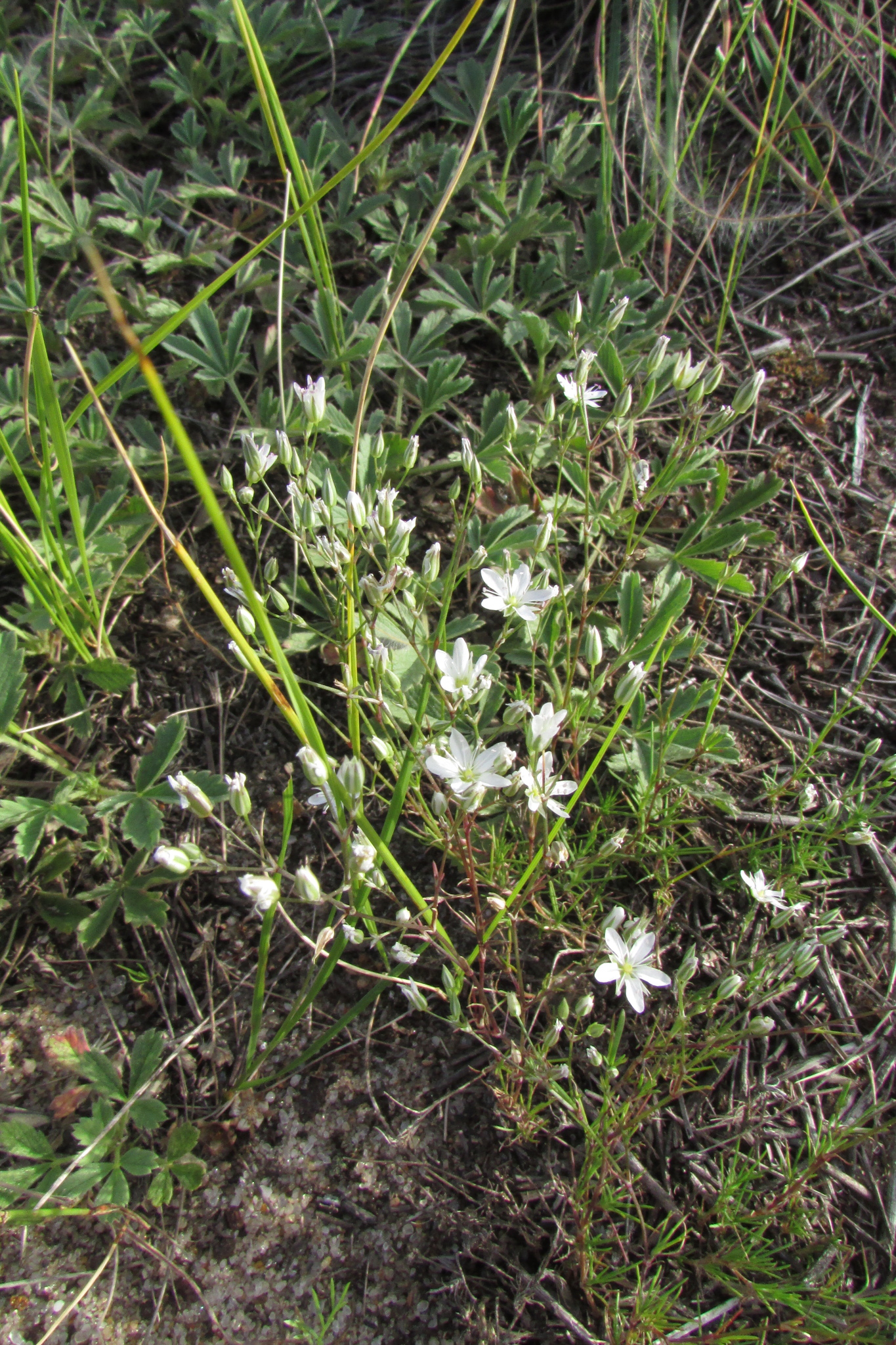 Minuartia setacea (Thuill.) Hayek