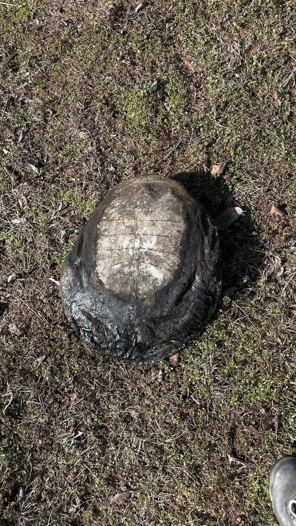 Spiny Softshell from Cooper Lake State Park - Doctors Creek Unit by ...