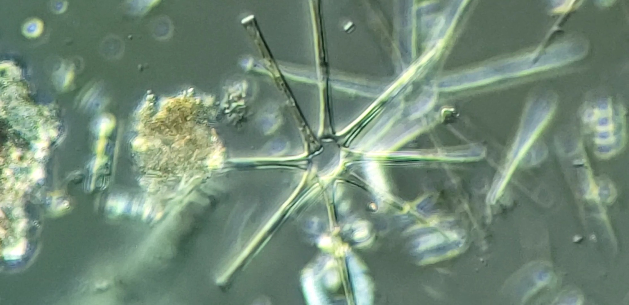 Asterionella formosa Hassall, 1850