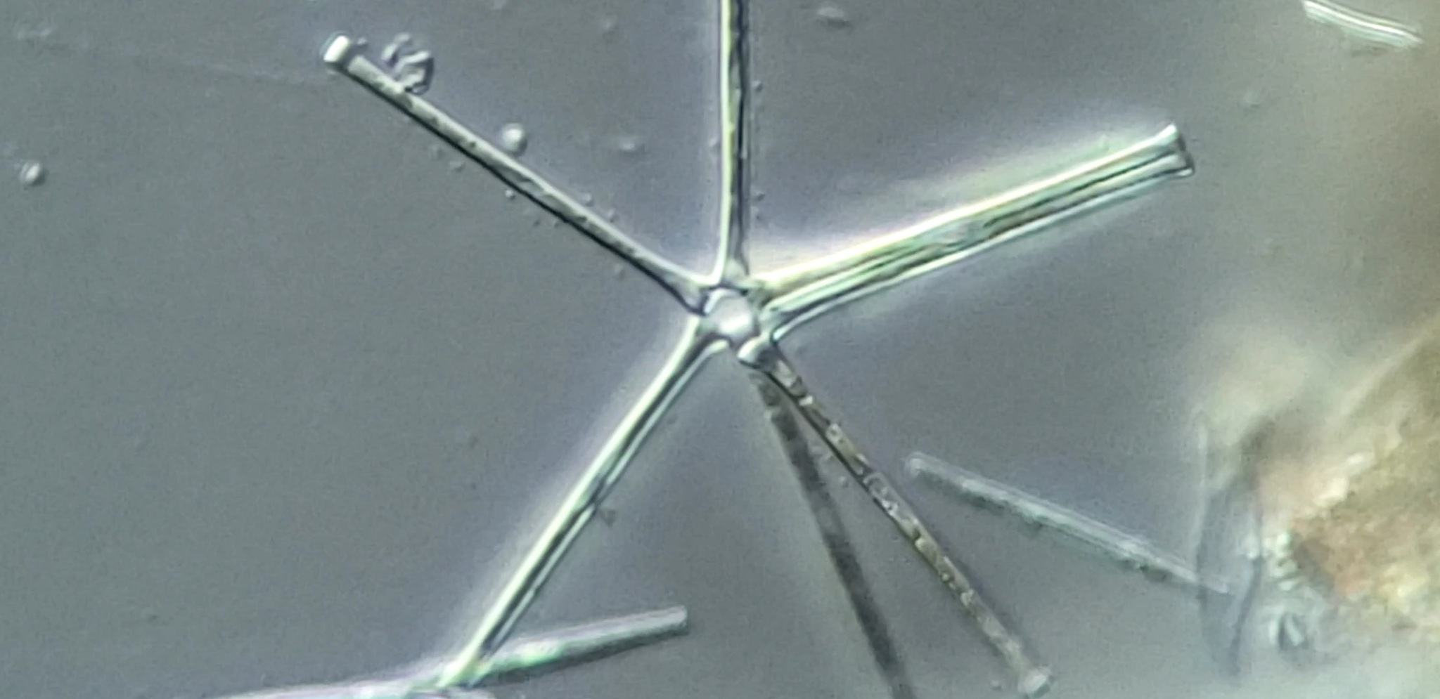 Asterionella formosa Hassall, 1850