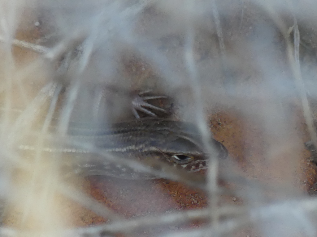 Ctenotus Skinks from Petermann NT 0872, Australia on September 11, 2018 ...