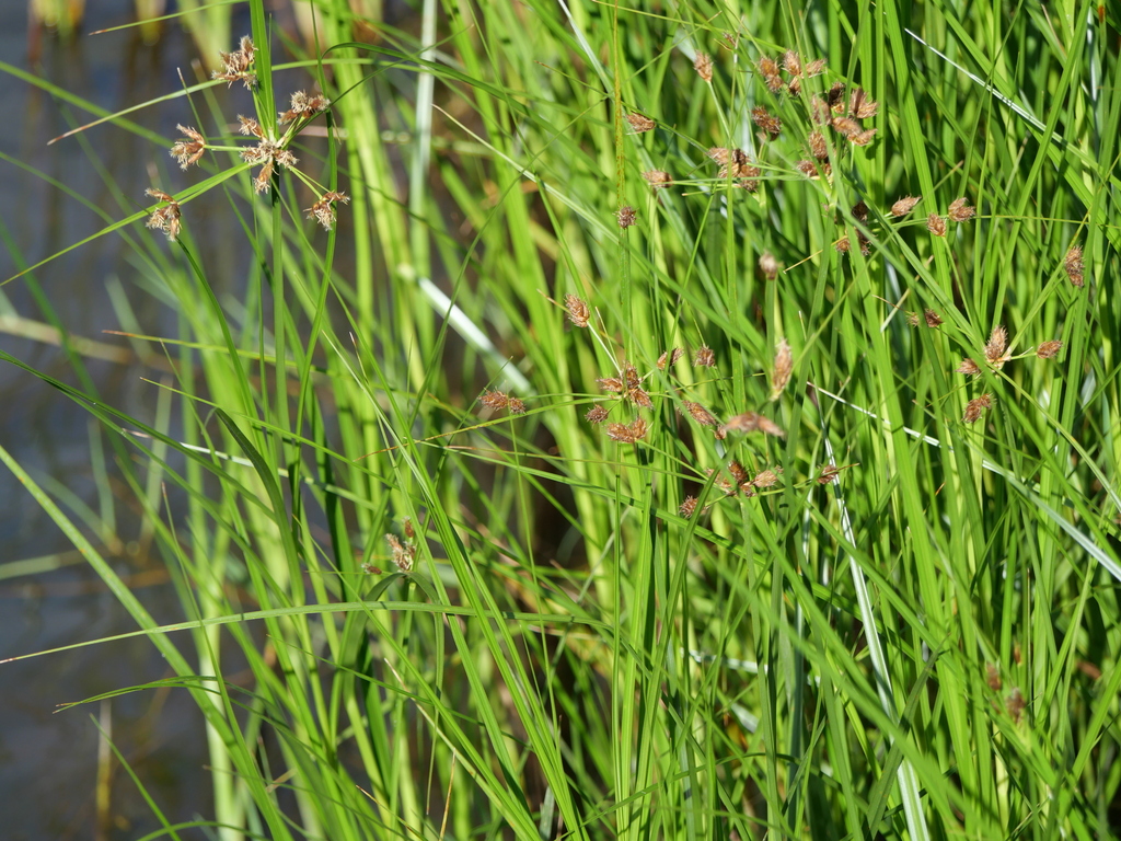 Marsh club-rush from Māhia, New Zealand on December 26, 2022 at 03:47 ...