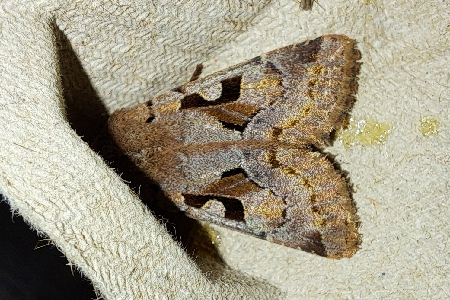 Orthosia gothica Linnaeus, 1758
