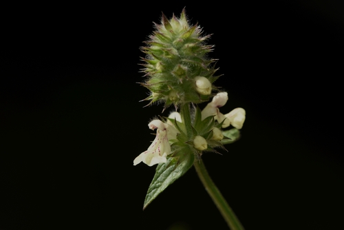Stachys parolinii · NaturaLista Colombia