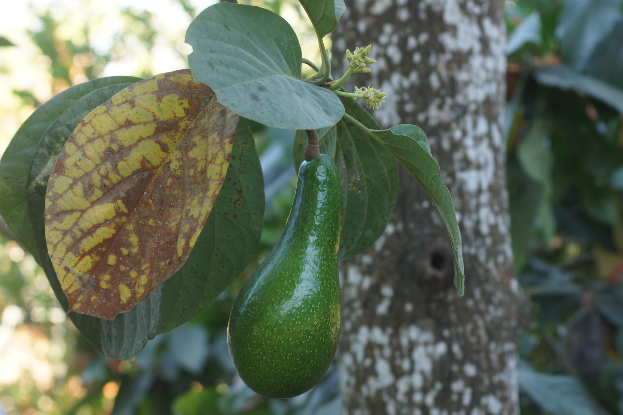 Persea americana Mill.