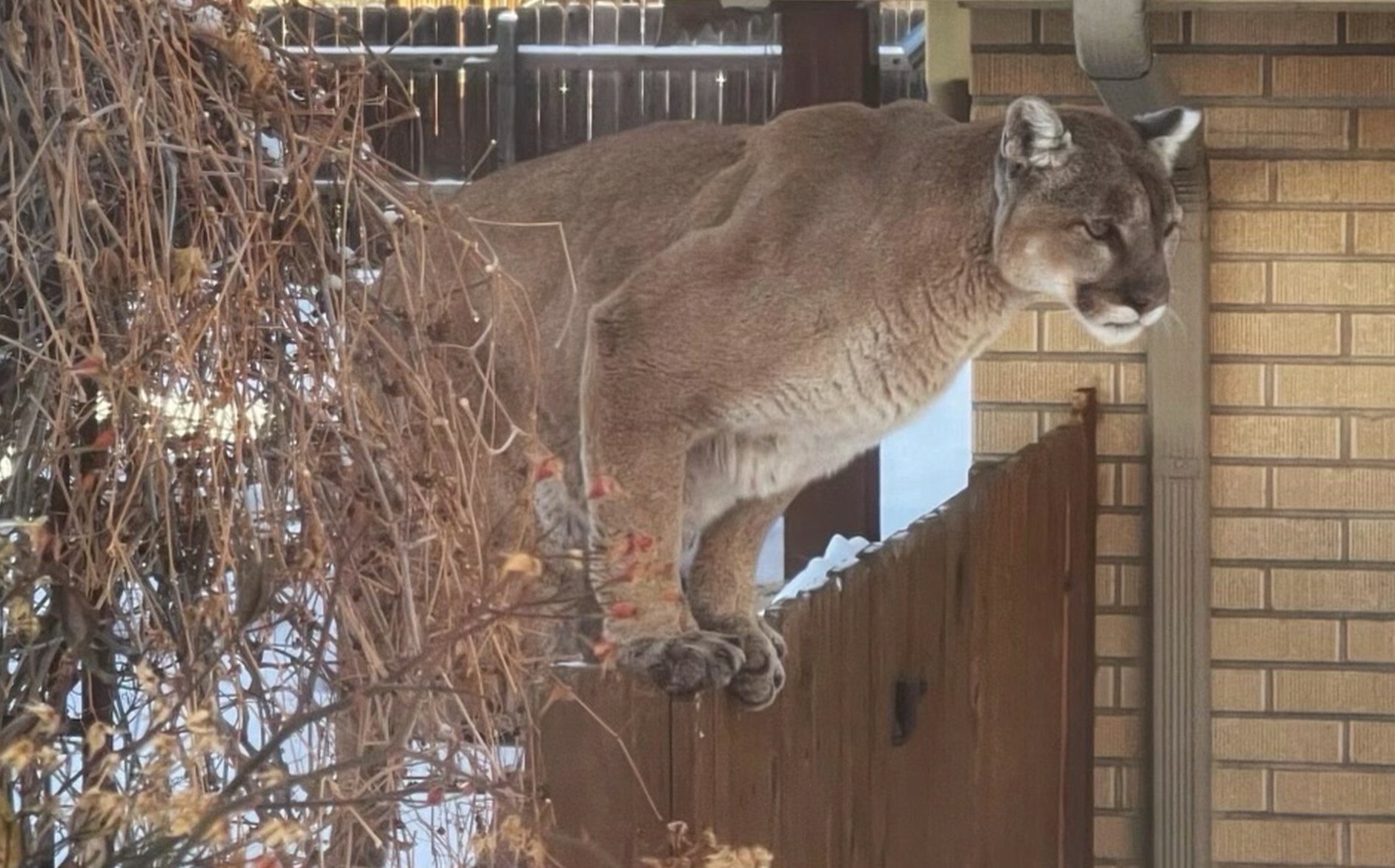 Puma concolor (Linnaeus, 1771)