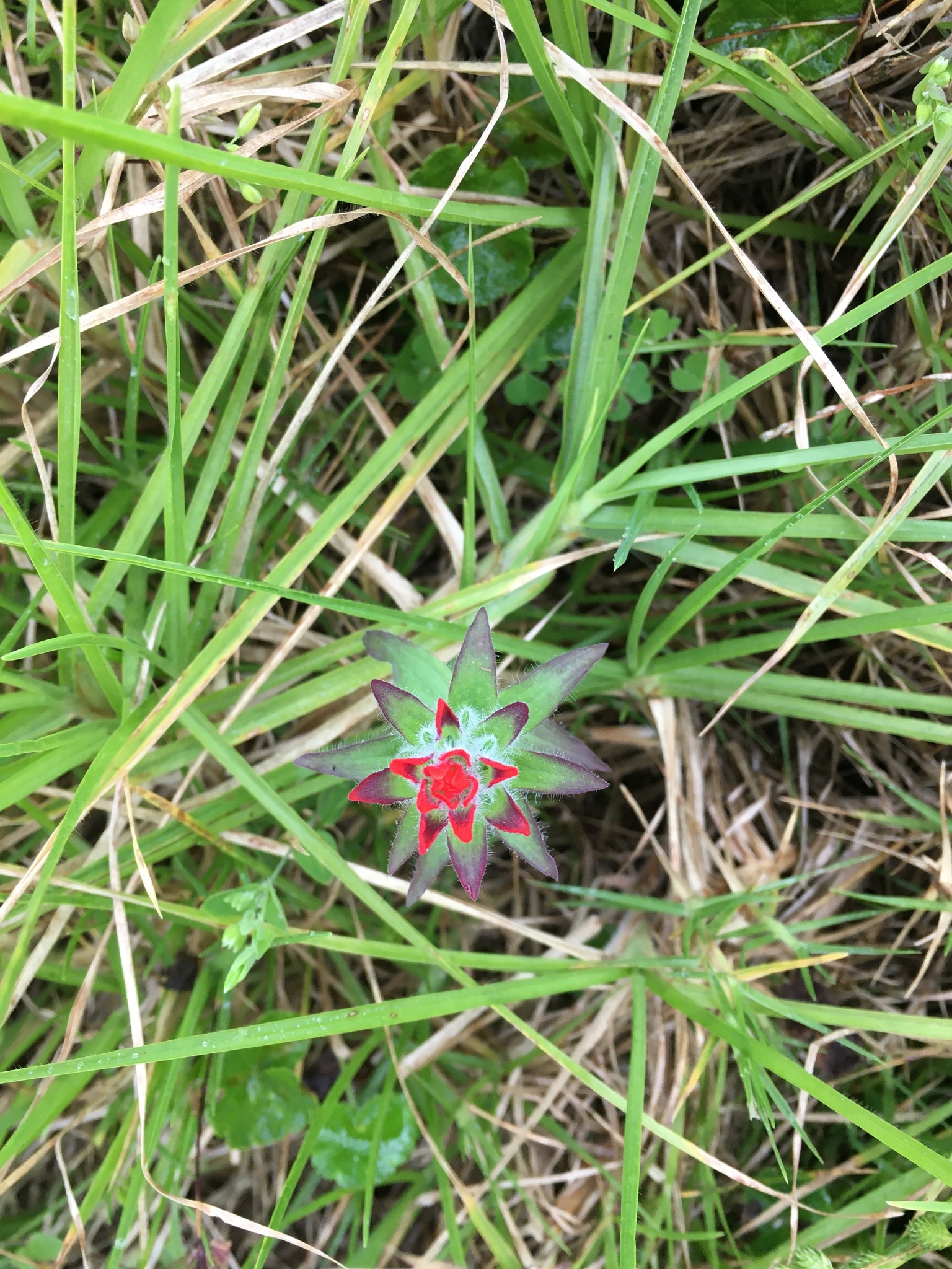 Castilleja arvensis Cham. & Schltdl.