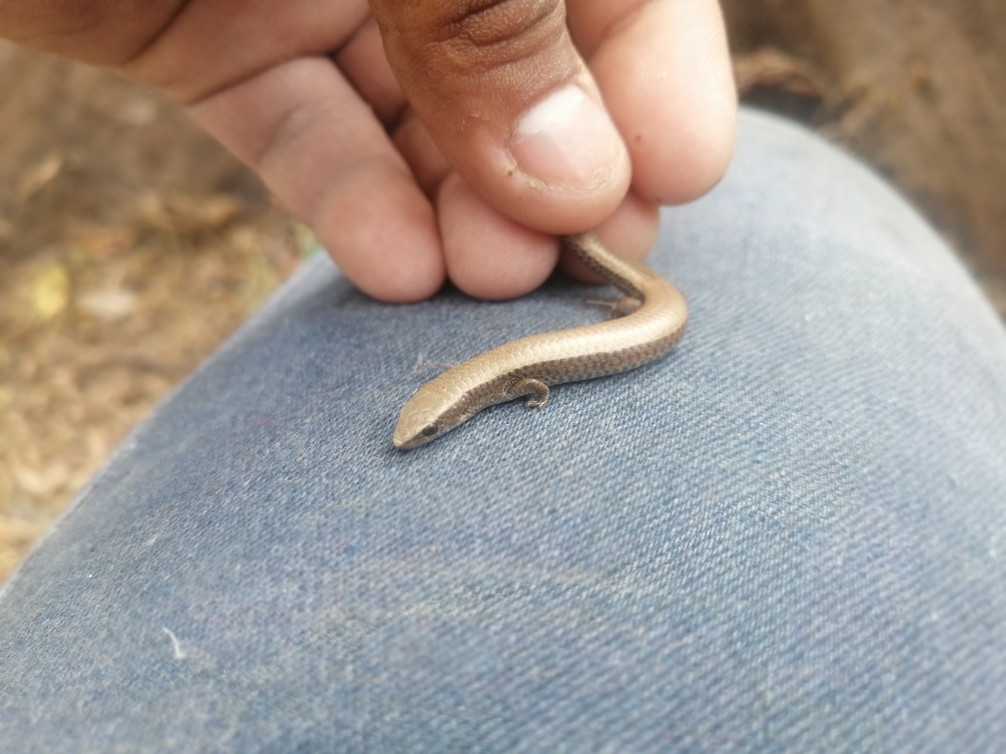 Gymnophthalmus speciosus (Hallowell, 1861)